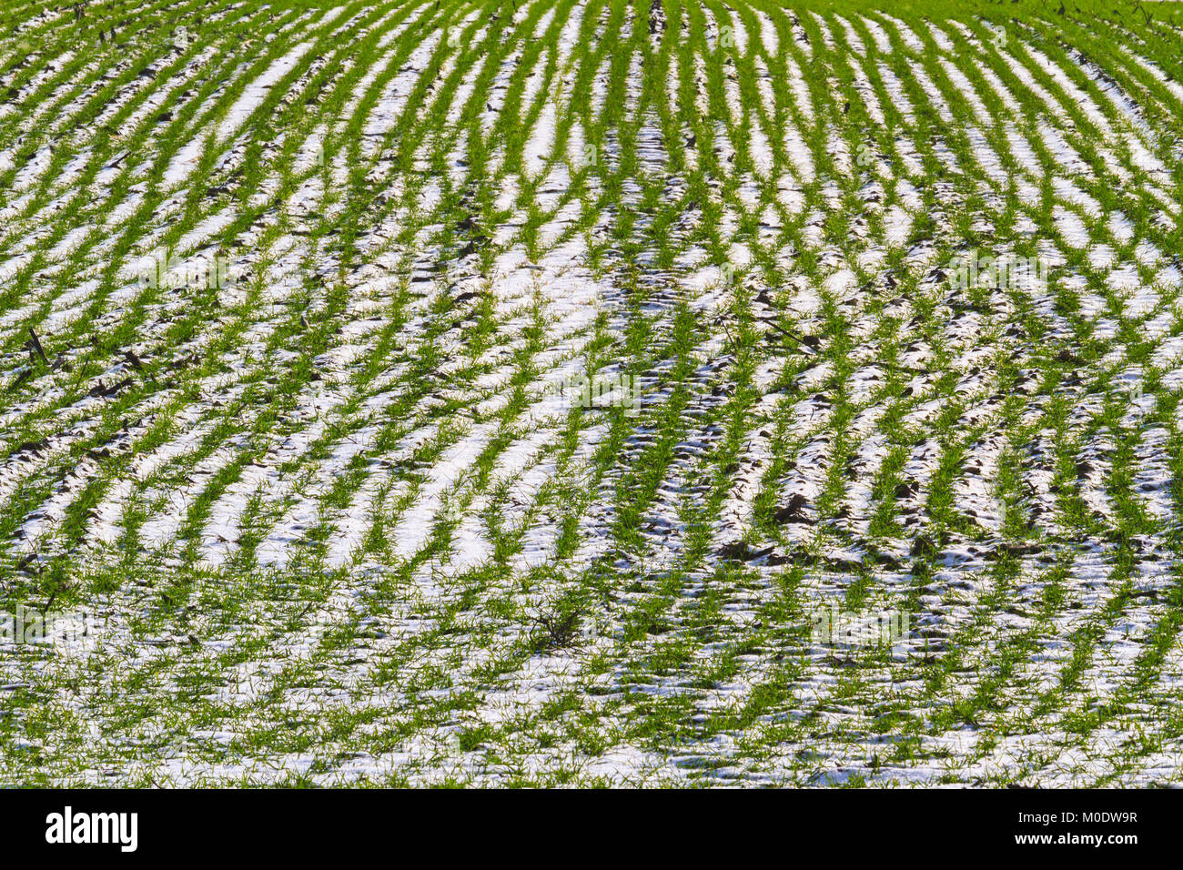 interwoven lines of wheat and snow cover , growing of grain, selection ...