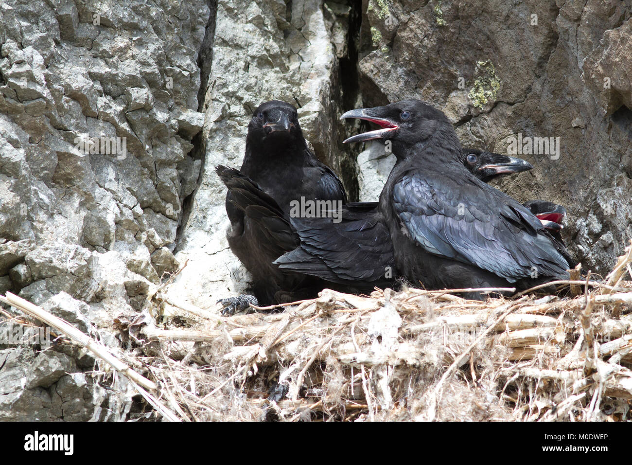 Raven corvus corax in nest hi-res stock photography and images - Alamy