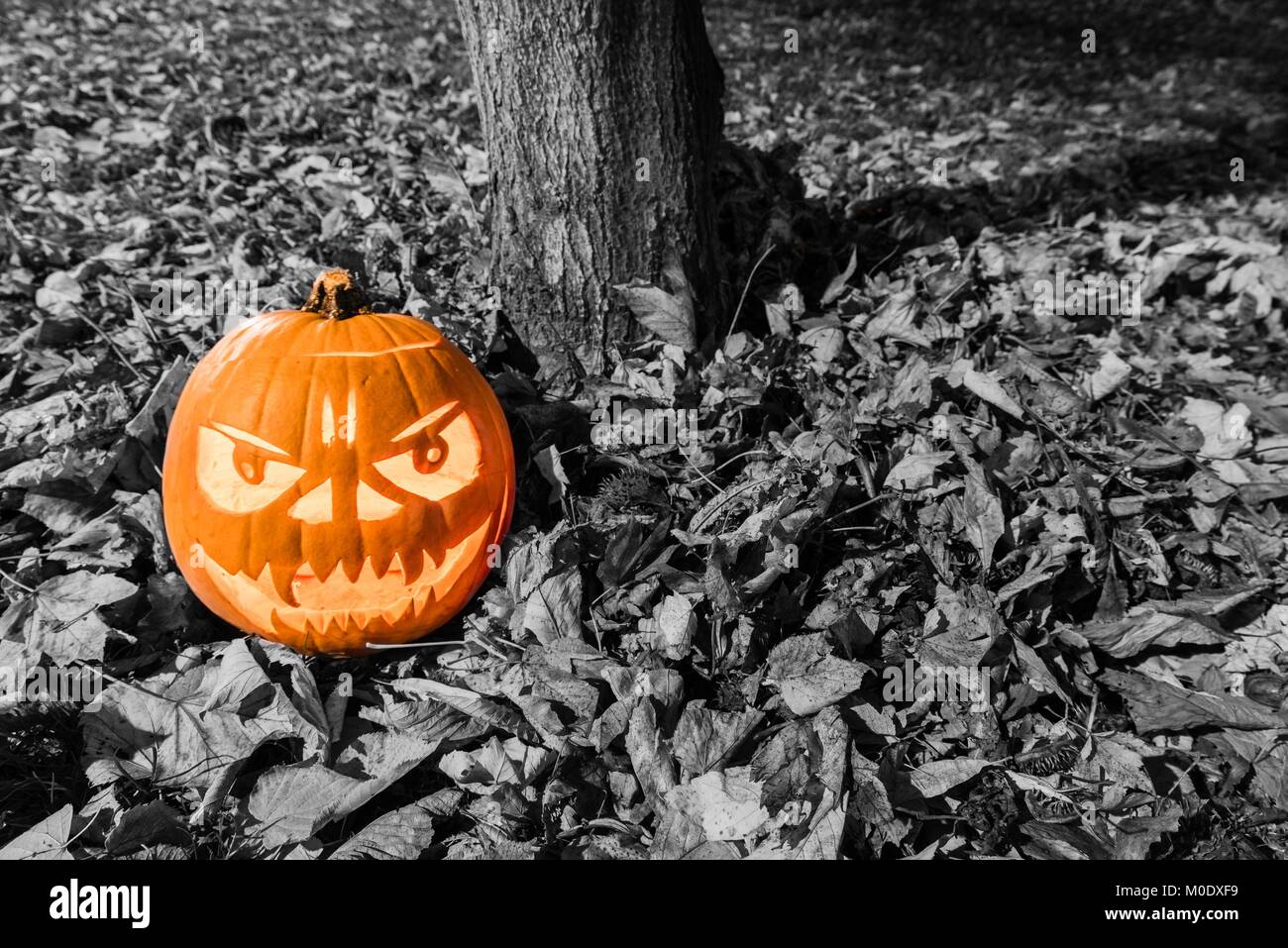 Halloween pumpkin on the ground with leaves and tree trunk Stock Photo ...