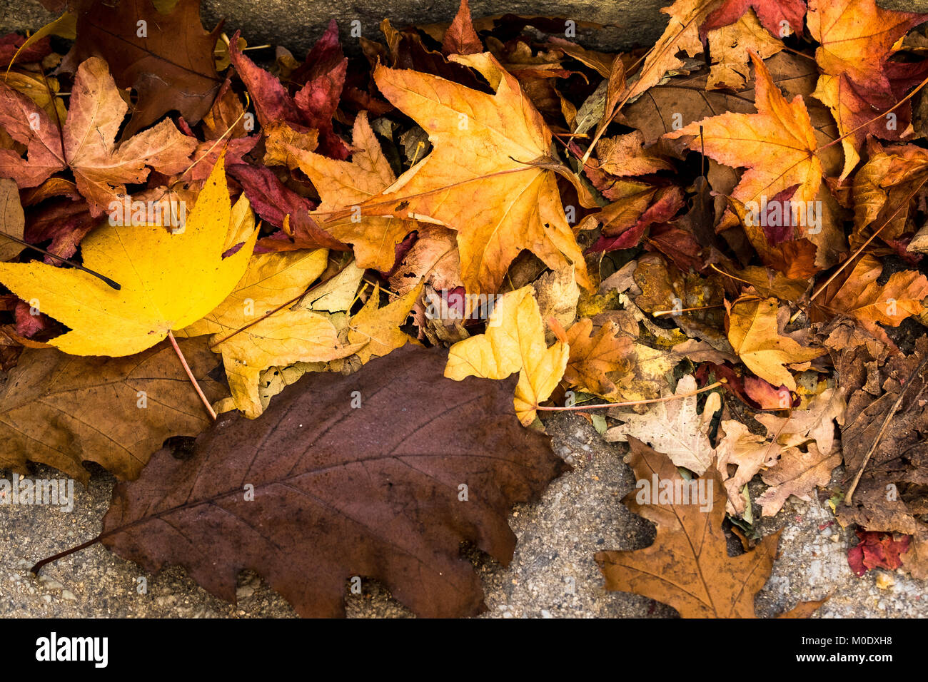 all about the fall, the autumn this precious season of the year that ...