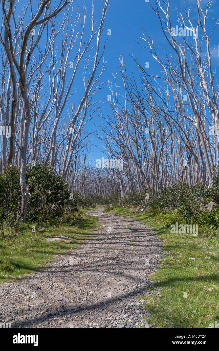 Snow gum hi-res stock photography and images - Alamy