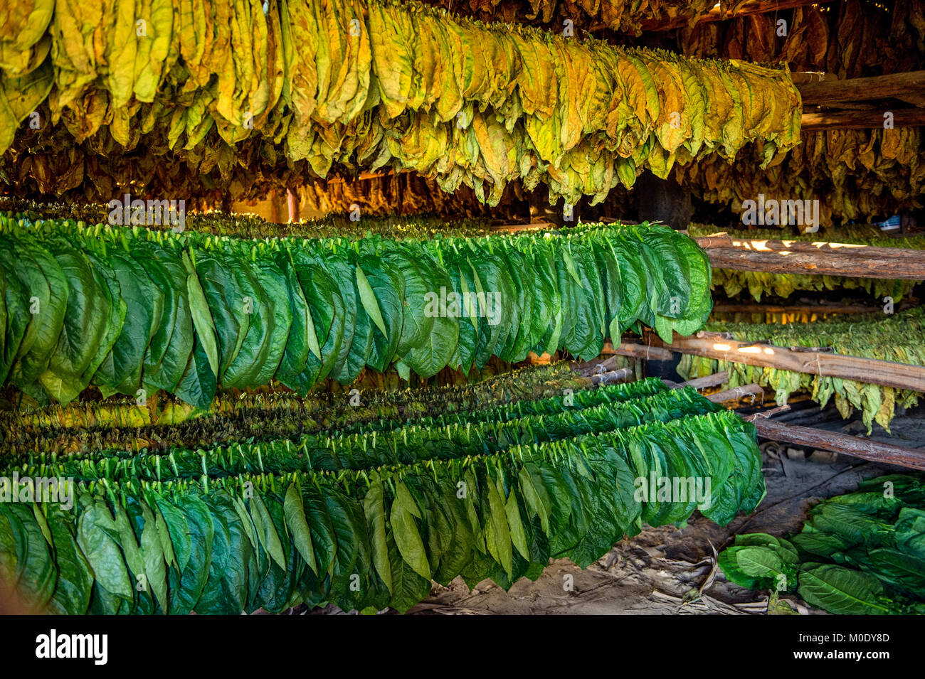 The drying of the tobacco leaves for production of the Cuban cigars ...