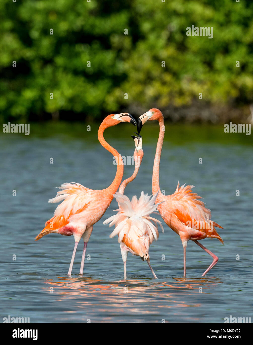Mating dance Caribbean flamingos ( Phoenicopterus ruber ruber ) on pond ...