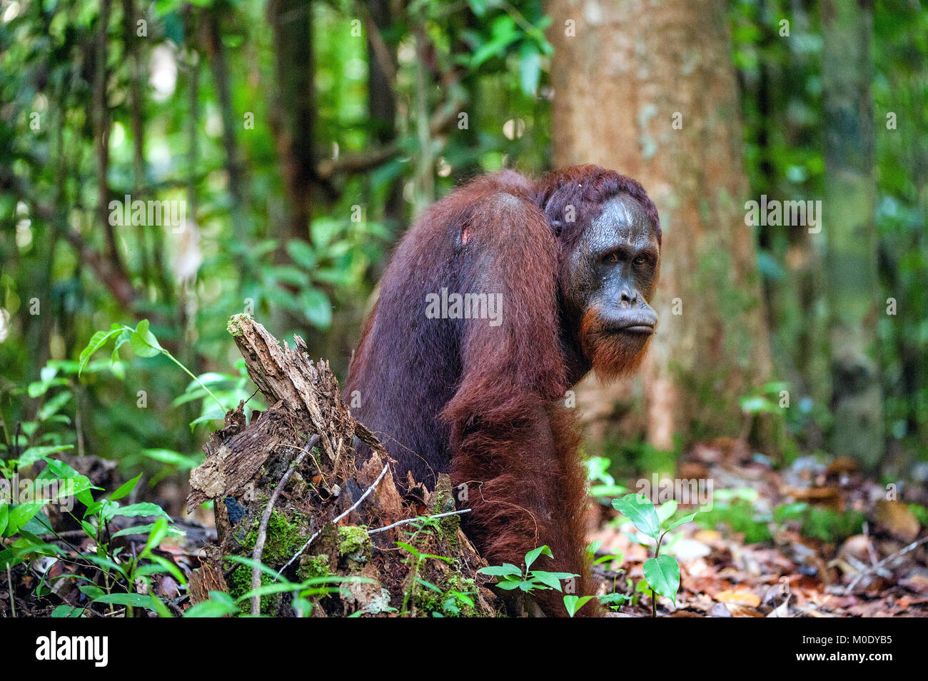 Dominant male bornean orangutan pygmaeus hi-res stock photography and ...