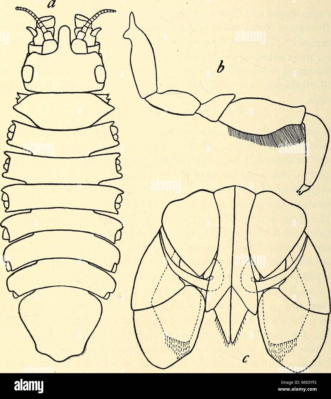 Marine isopods collected in the philippines by the u s fisheries hi-res ...
