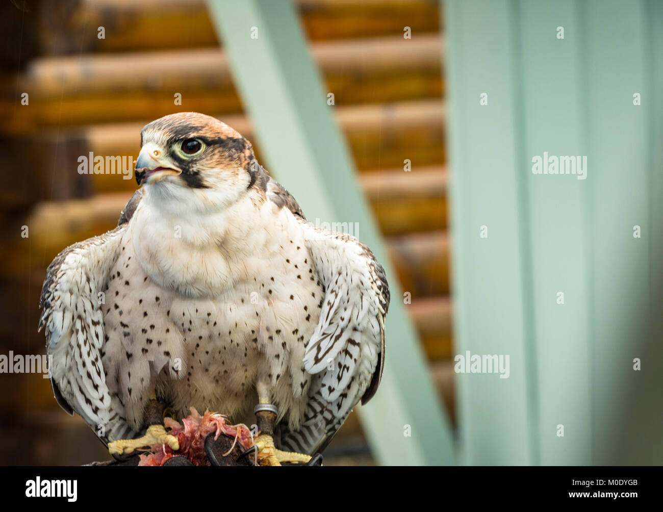 A bird of prey getting fed hand fed at the burren bird sanctuary, Co ...