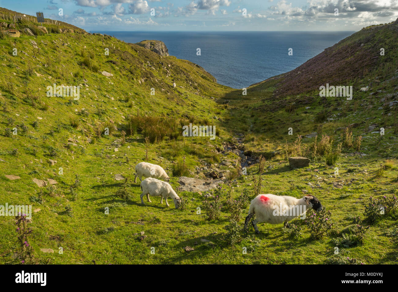 Rural donegal ireland sheep hi-res stock photography and images - Alamy