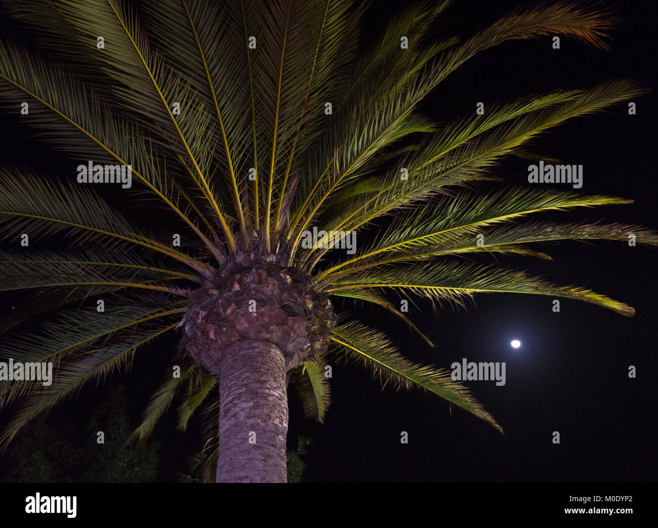 A palm tree at night with the moon in the background Stock Photo - Alamy