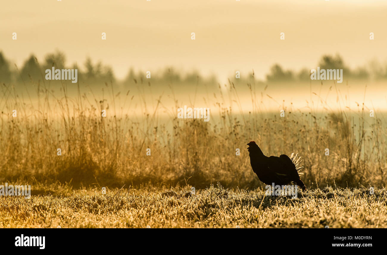Silhouette of Lekking Black Grouses ( Lyrurus tetrix) against the dawn ...