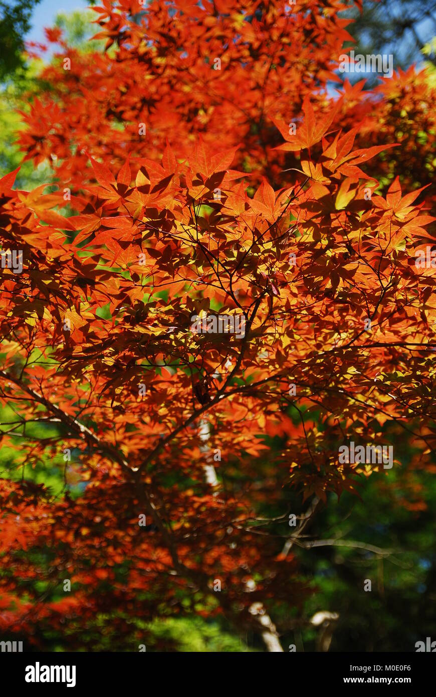 japan red autumn leaves Stock Photo - Alamy