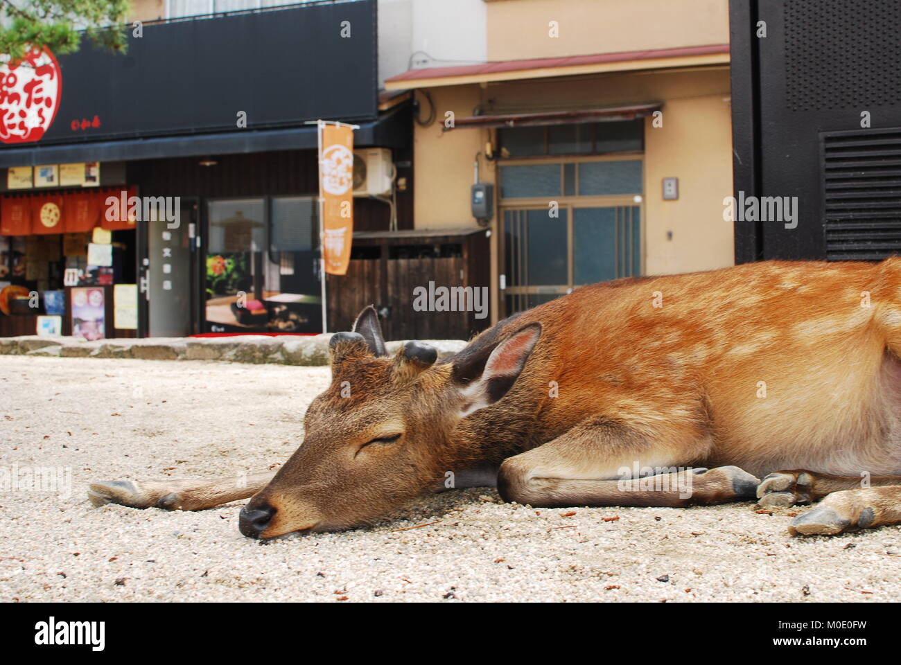 Sleeping deer hi-res stock photography and images - Alamy