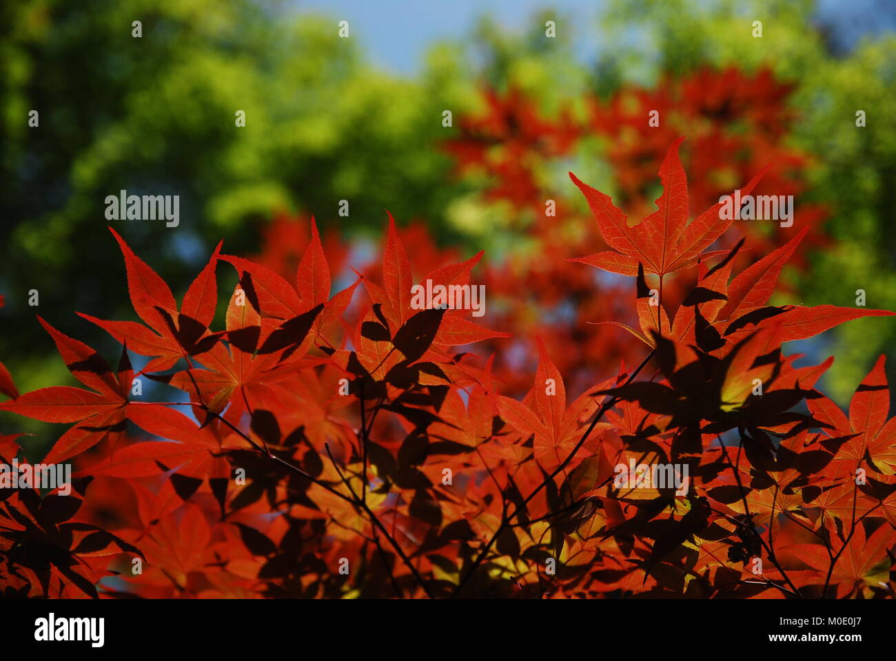 japan red autumn leaves Stock Photo - Alamy