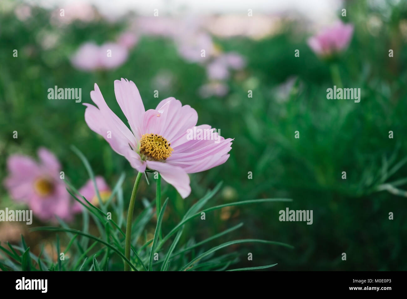 close up pink cosmos flower in the garden with blurred background Stock ...