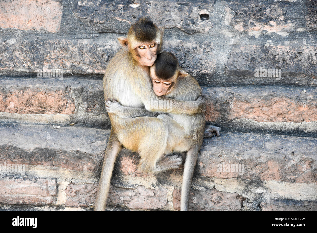 Two Monkeys Hugging Two Monkeys Hugging