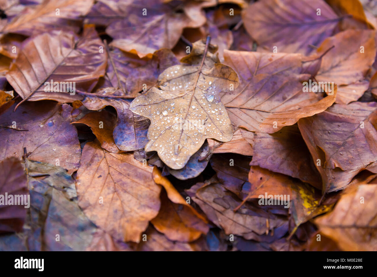 Autumn fallen leaves background as template for creative projects Stock ...