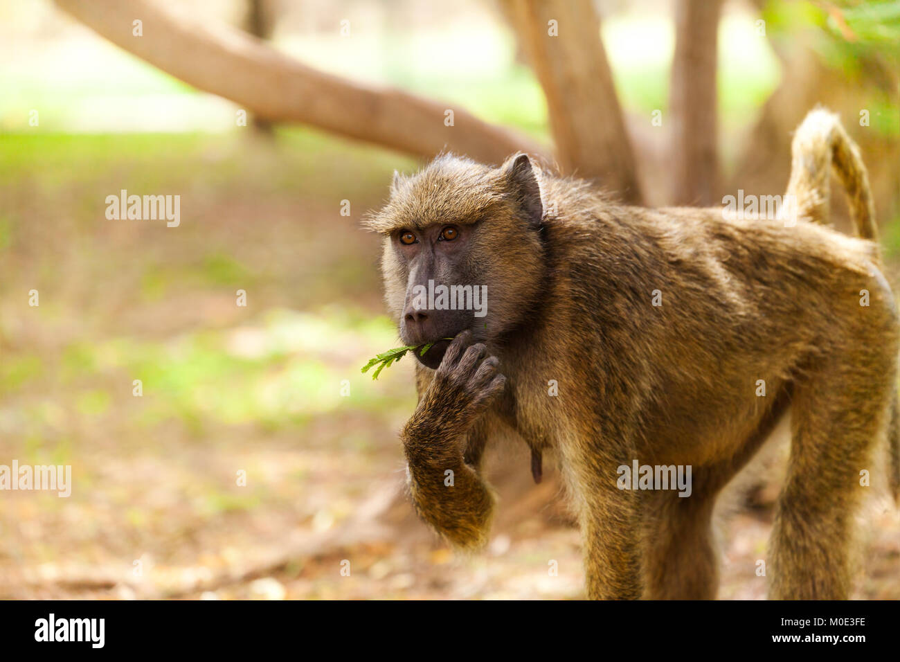 Female Olive baboon feeding in Kenyan savannah Stock Photo - Alamy