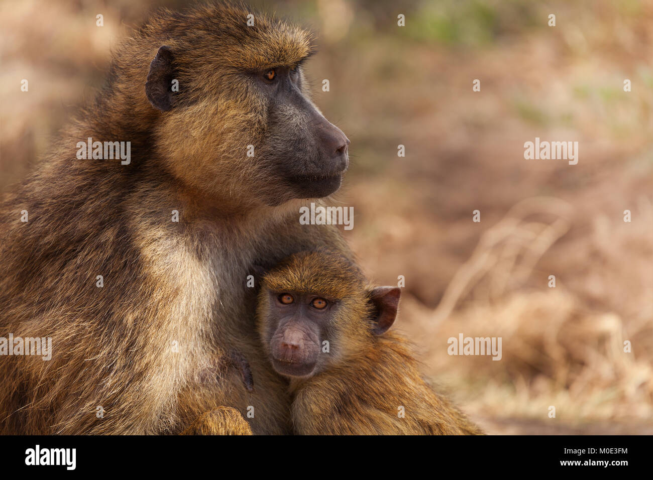 Olive Baboon mother with baby, Kenya, Africa Stock Photo - Alamy