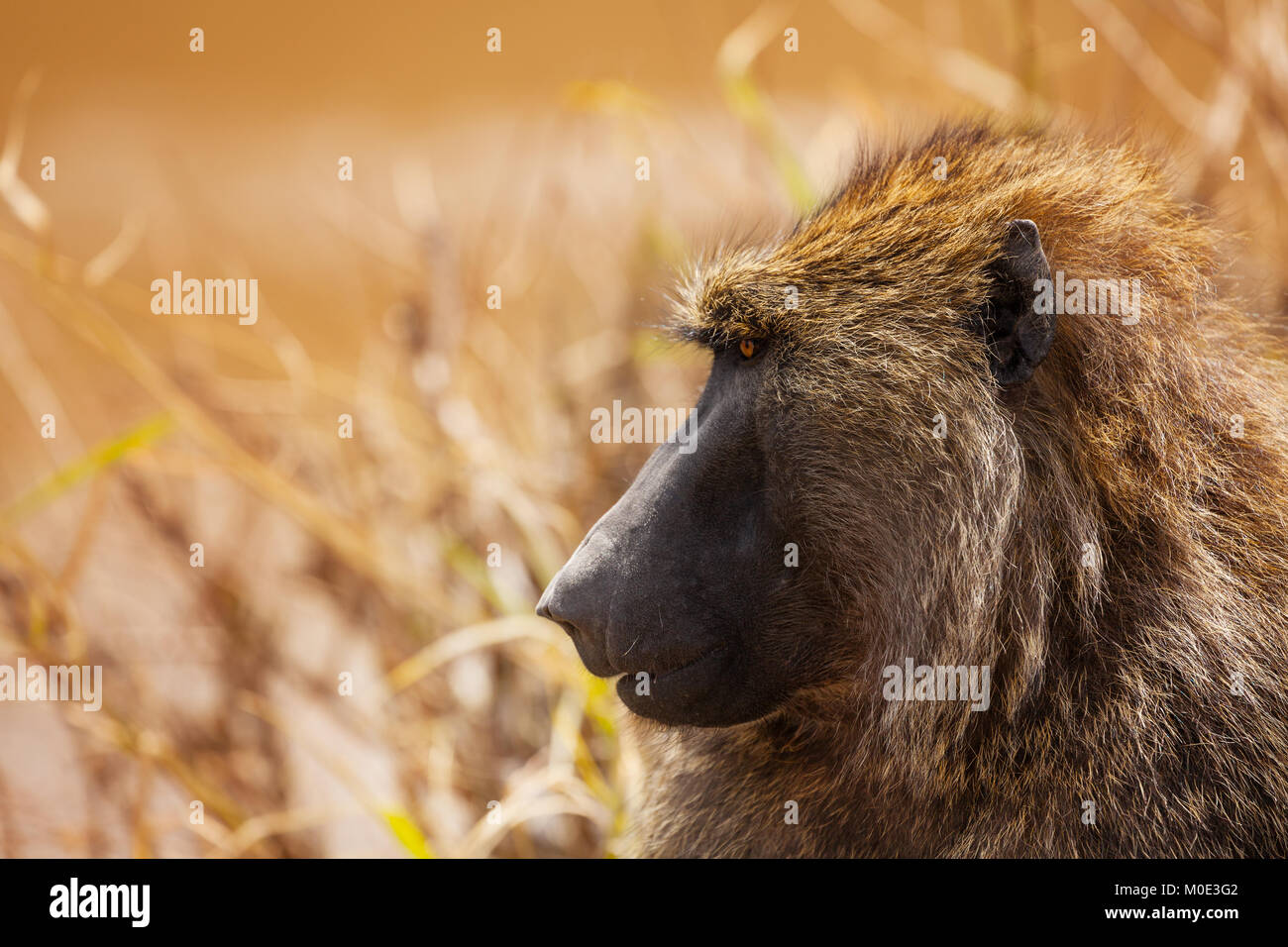 Profile of baboon staring ahead in Kenyan savannah Stock Photo - Alamy