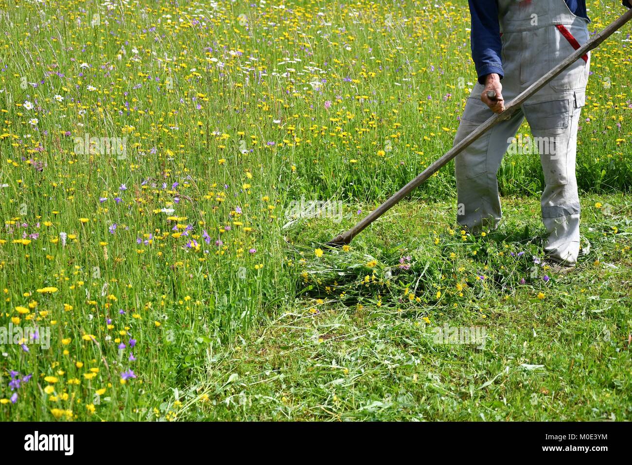 Shave Grass High Resolution Stock Photography and Images - Alamy