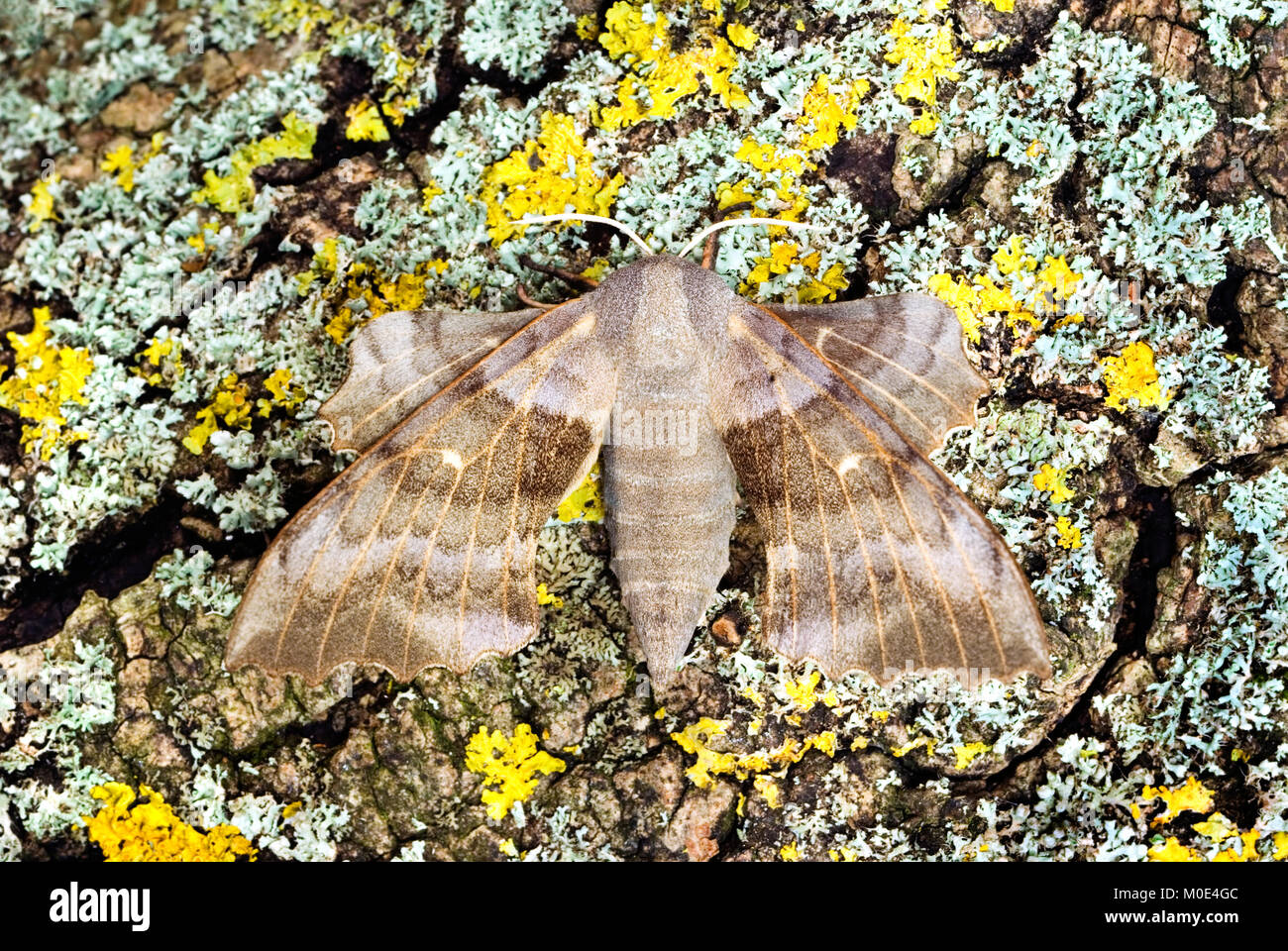 Moth pattern hi-res stock photography and images - Alamy