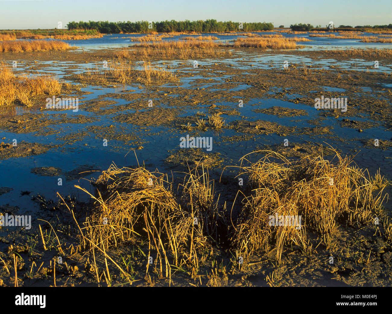 Doñana National Park, Huelva, Spain, Europe Stock Photo - Alamy