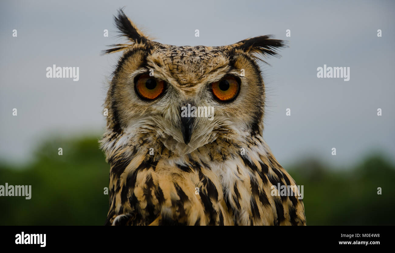 Staring bird hi-res stock photography and images - Alamy