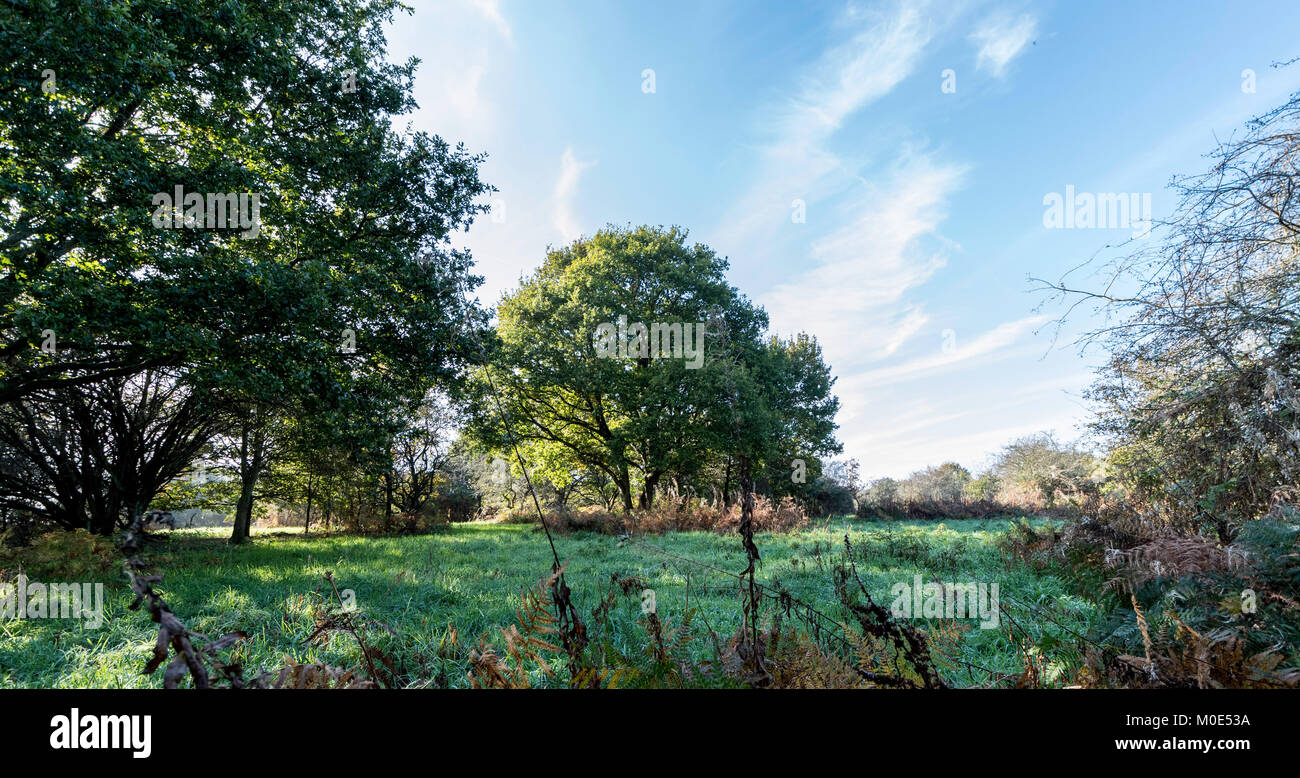 Ditchling Common in the autumn Stock Photo - Alamy