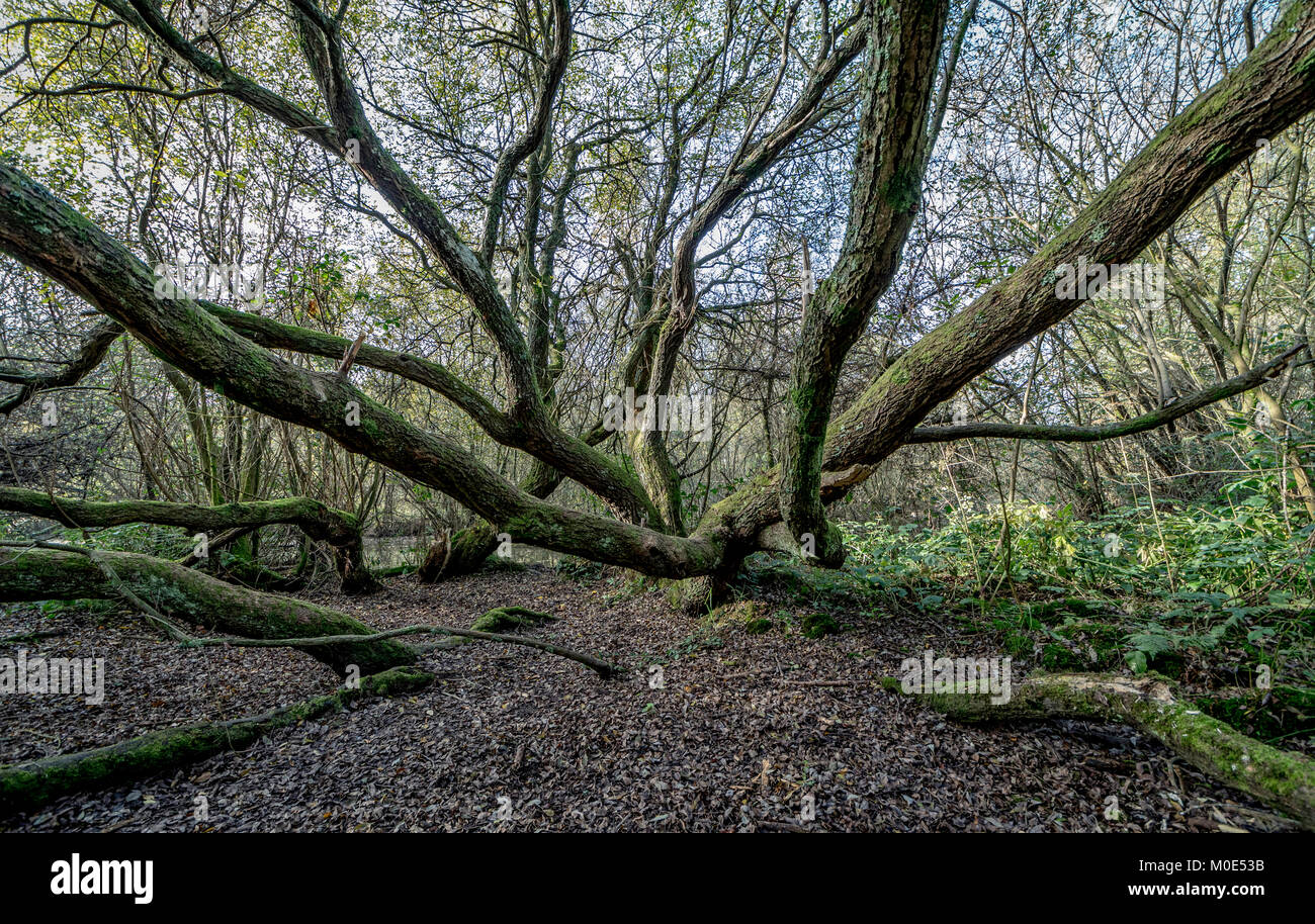 Ditchling Common in the autumn Stock Photo - Alamy