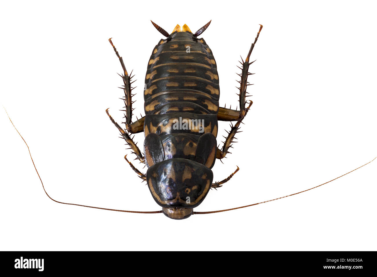 Closeup Harlequin cockroach on white background Stock Photo - Alamy