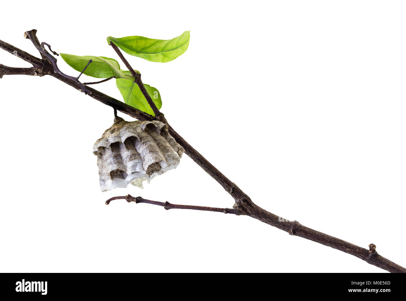 Empty wasp nest on branch isolated on white background Stock Photo - Alamy