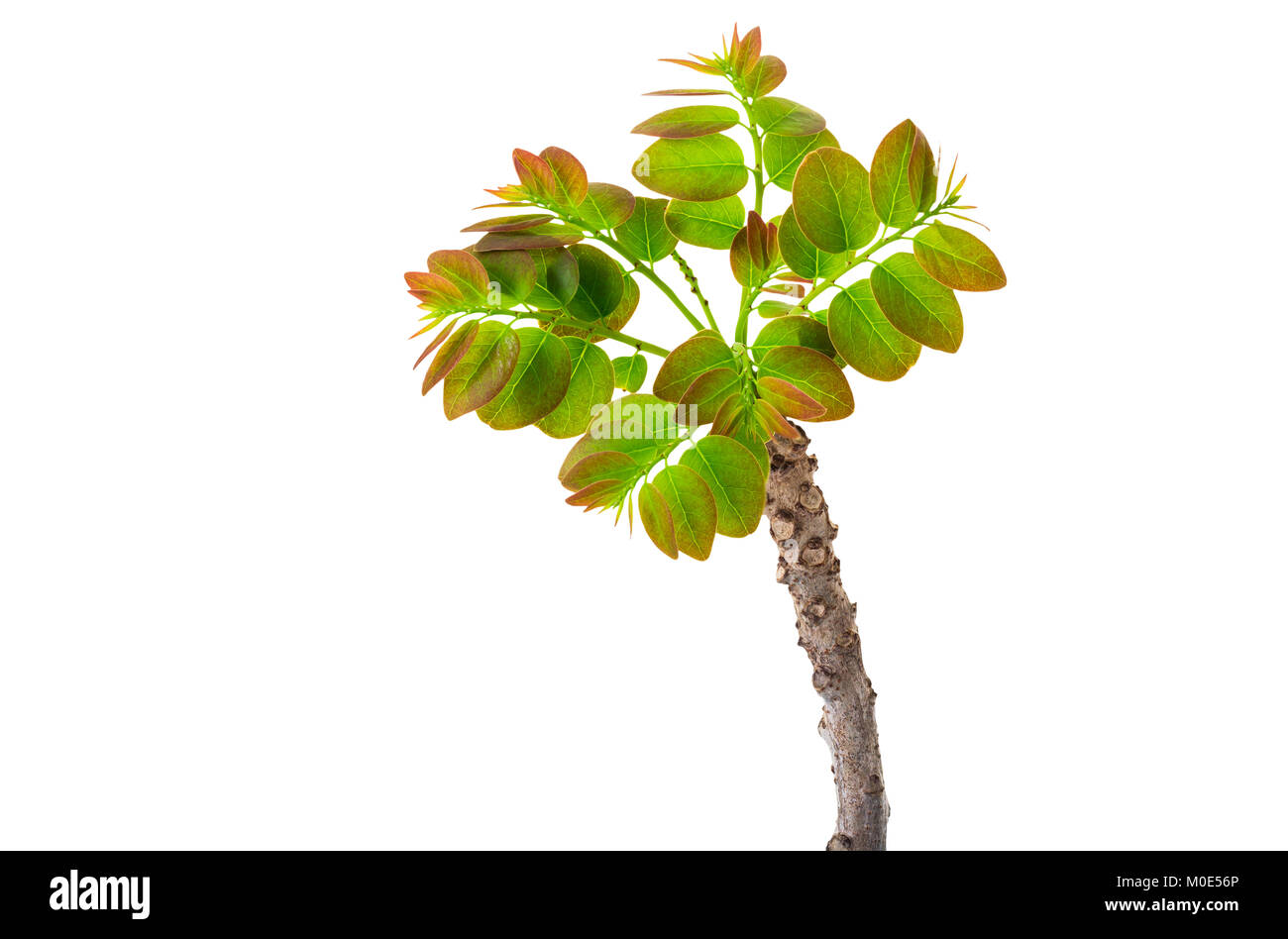 Gooseberry tree hi-res stock photography and images - Alamy
