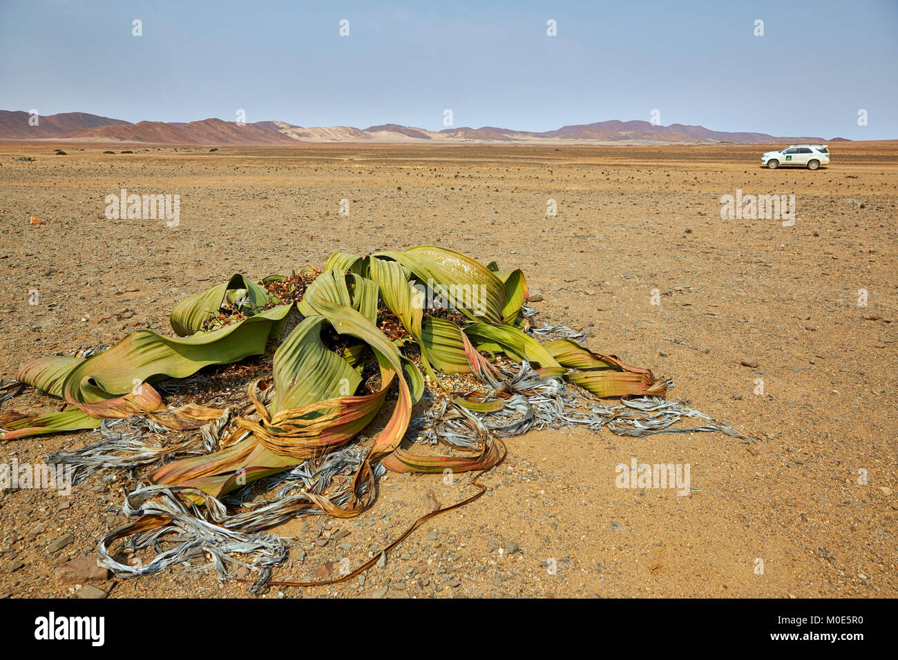 Welwitschia Mirabilis, Messum Crater, Damaraland, Namibia, Africa Stock ...