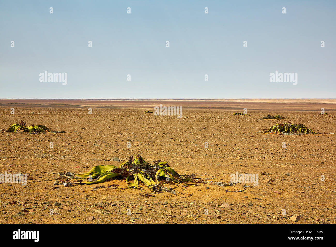 Welwitschia Mirabilis, Messum Crater, Damaraland, Namibia, Africa Stock ...