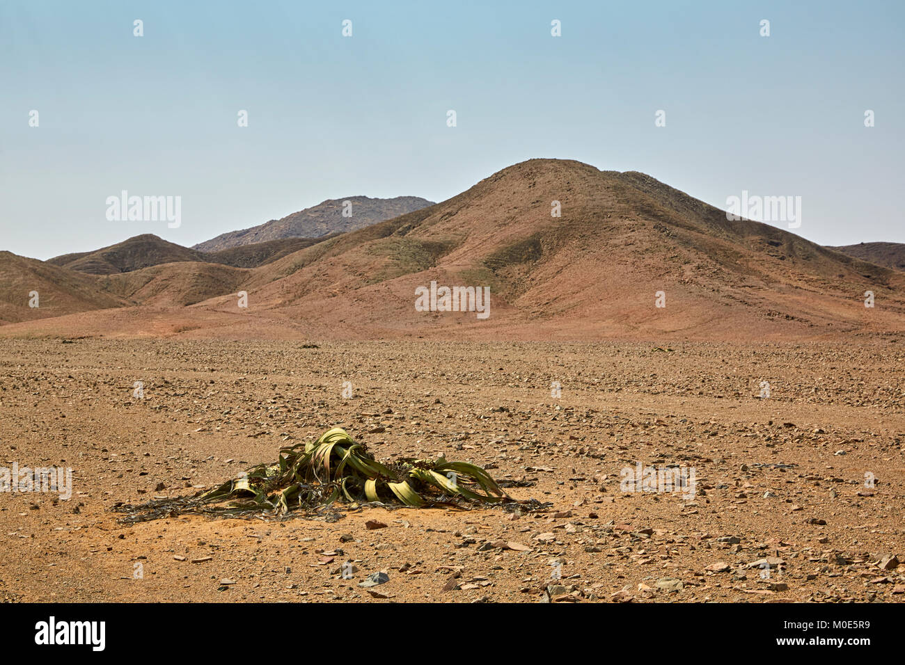 Welwitschia Mirabilis, Messum Crater, Damaraland, Namibia, Africa Stock ...