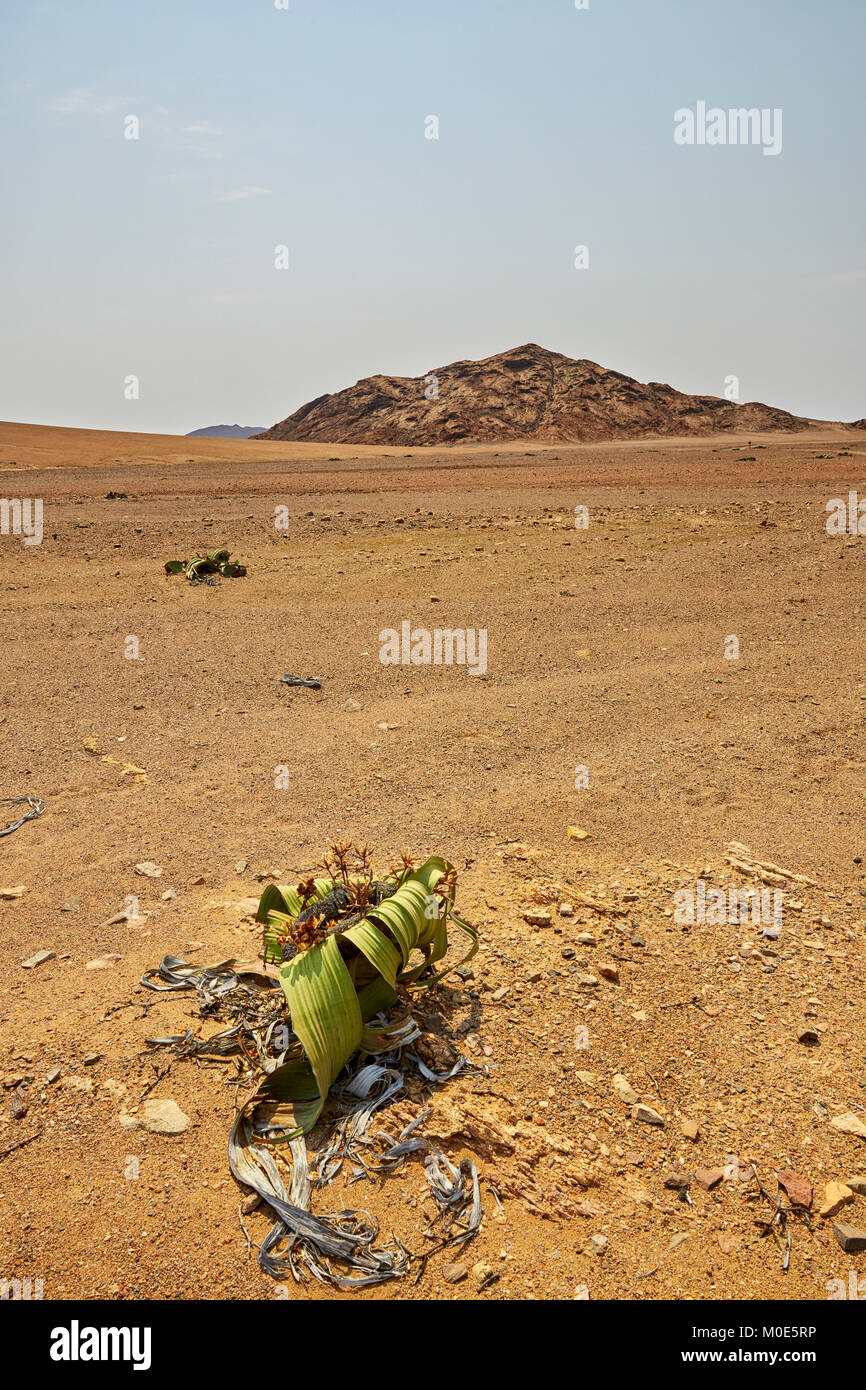 Welwitschia Mirabilis, Messum Crater, Damaraland, Namibia, Africa Stock ...
