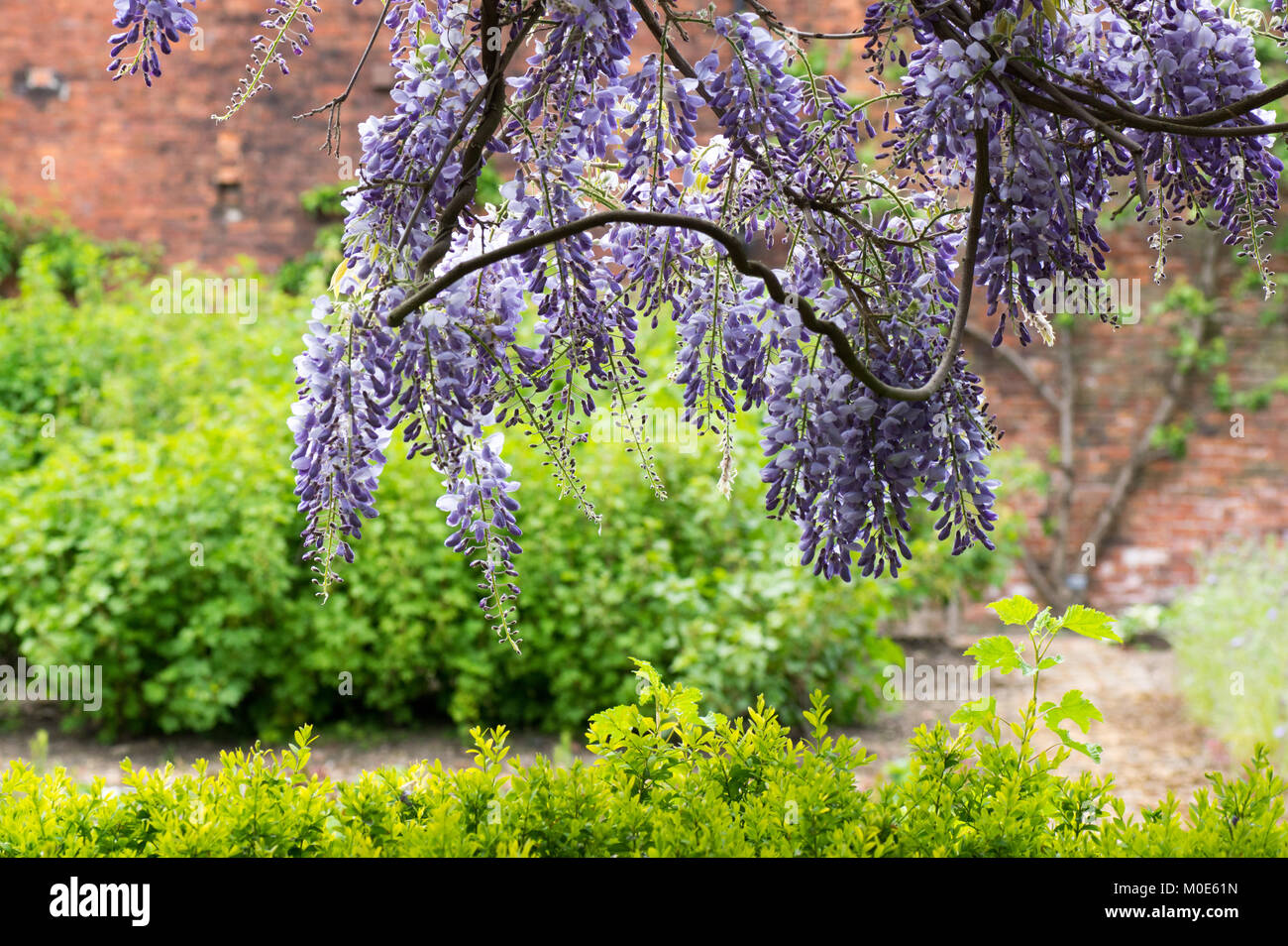Lilac Wisteria Climbing Woody Vine Stock Photo - Alamy