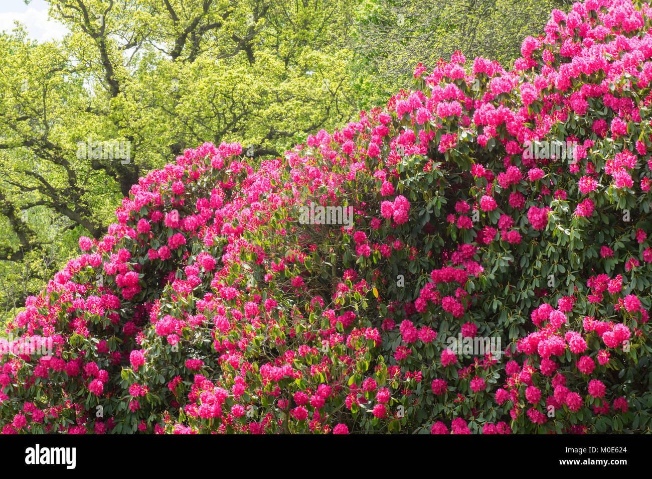 Green rhododendron hi-res stock photography and images - Alamy