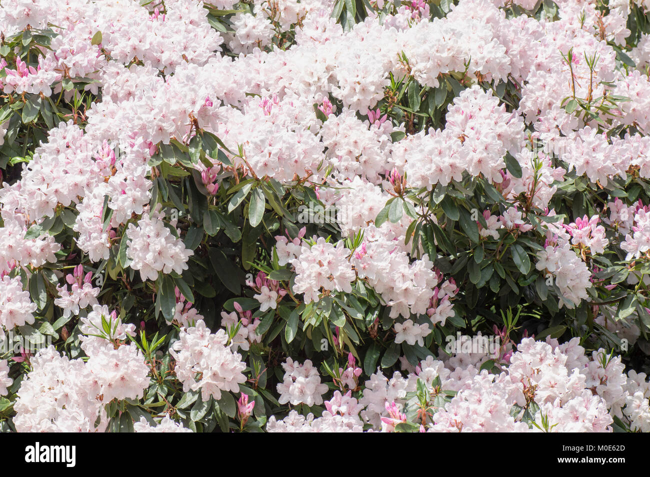 White and pink rhododendron hi-res stock photography and images - Alamy