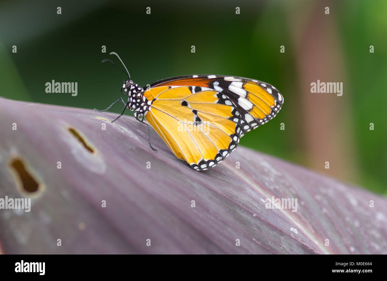 Monarch butterfly white hi-res stock photography and images - Alamy