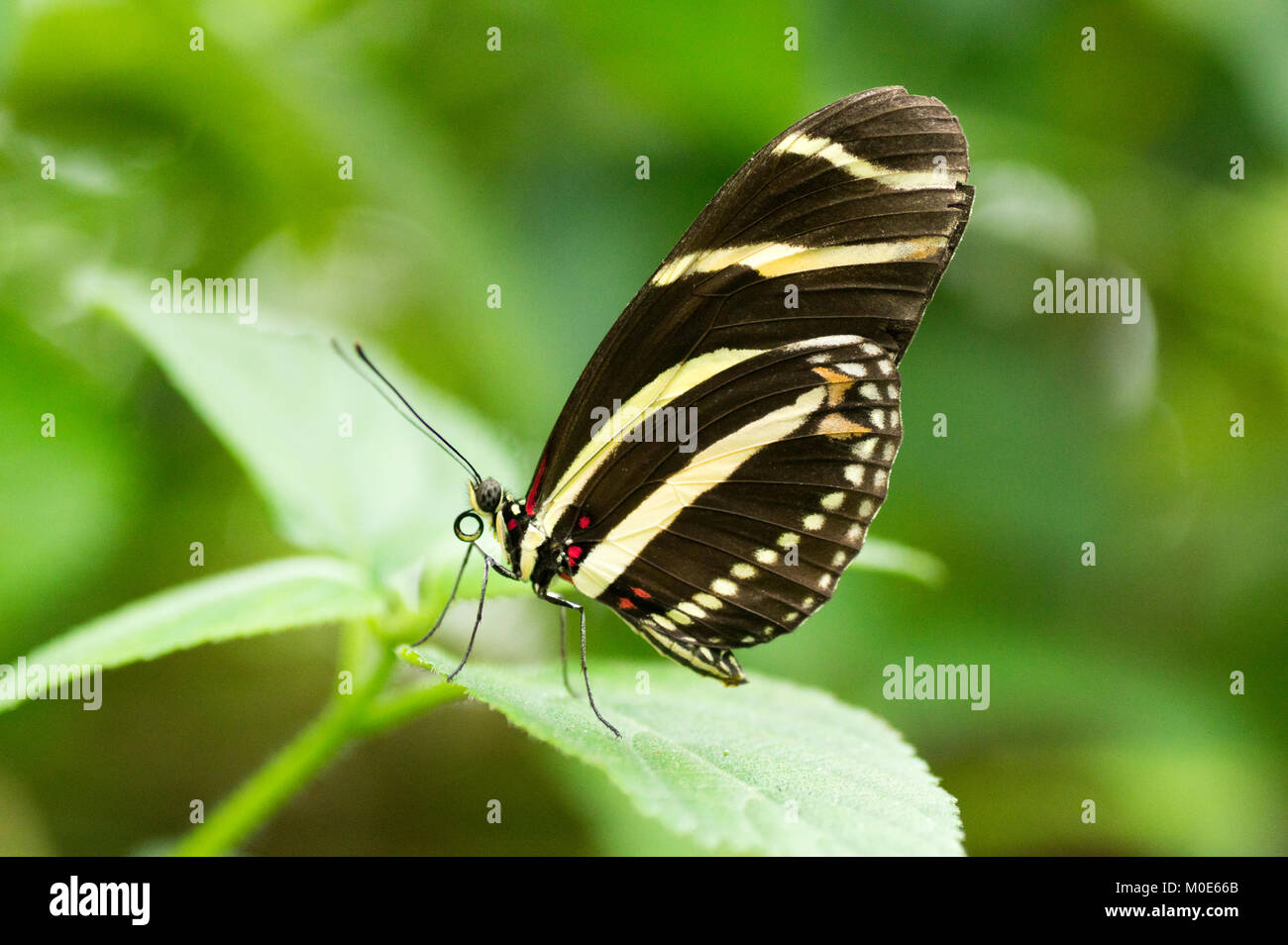 Zebra Longwing Butterfly Stock Photo - Alamy
