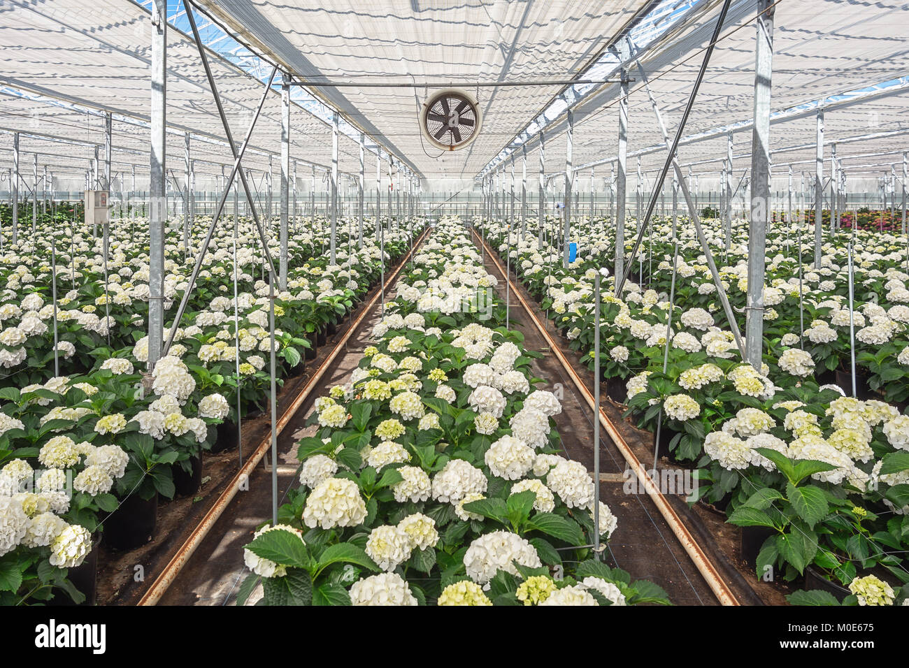 Giant white hydrangea hi-res stock photography and images - Alamy