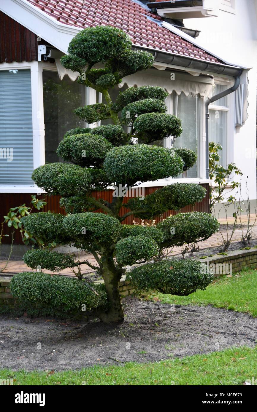 Topiary tree hi-res stock photography and images - Alamy