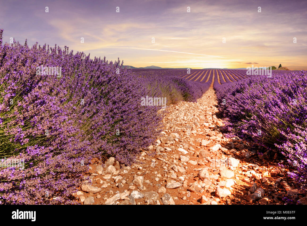 France - Valensole Stock Photo - Alamy