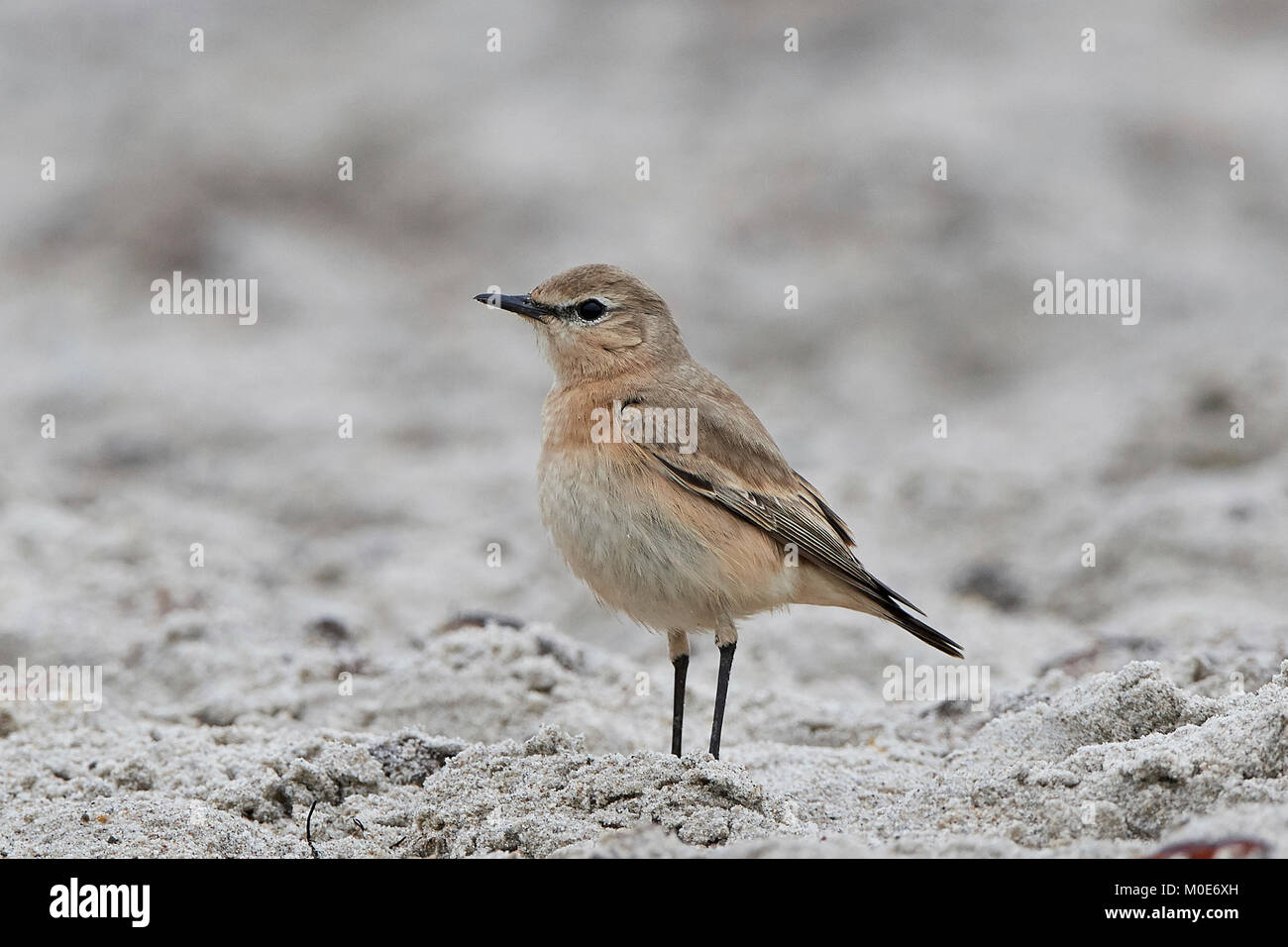 Isabelline wheatear in its natural habitat at the beach Stock Photo - Alamy