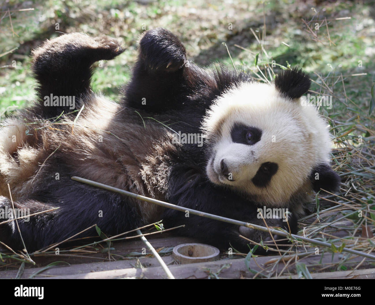 A giant panda is lying on the ground Stock Photo - Alamy