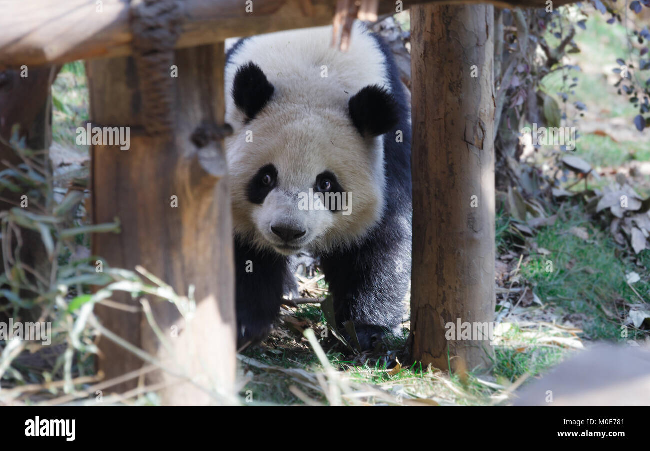 A giant panda hides behind a tree and looks ahead curiously Stock Photo ...