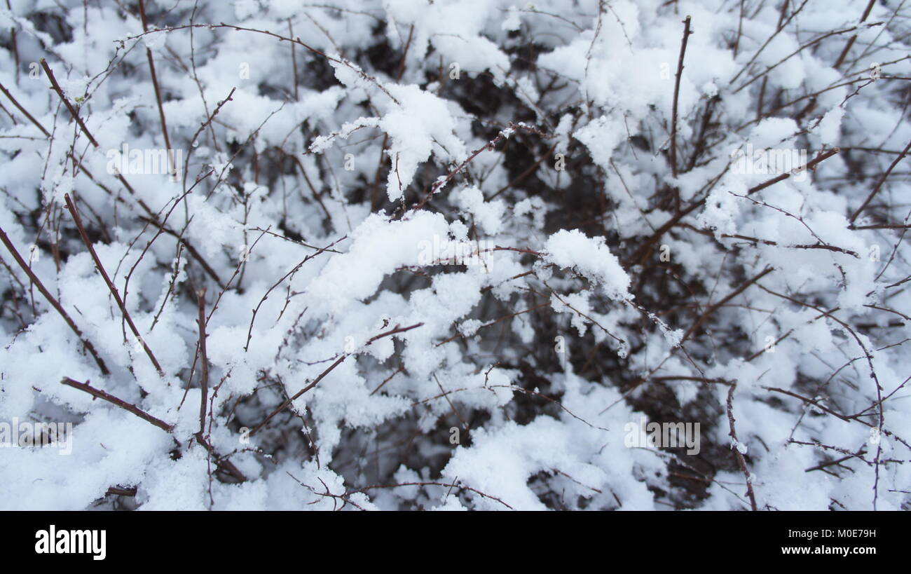 Winter landscape with trees coverd by snow, Winter snow storm in a ...