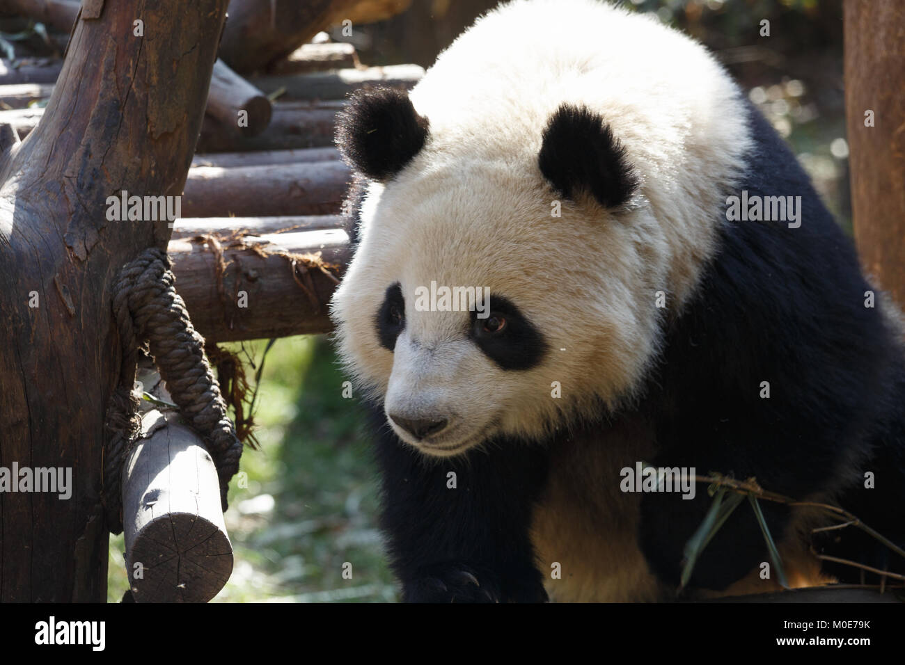 A close up of the head of a lovely panda Stock Photo - Alamy