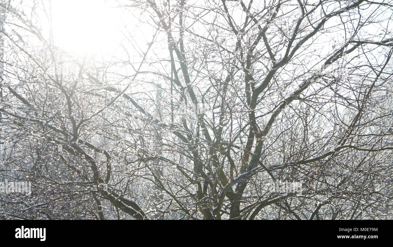 Winter landscape with trees coverd by snow, Winter snow storm in a ...
