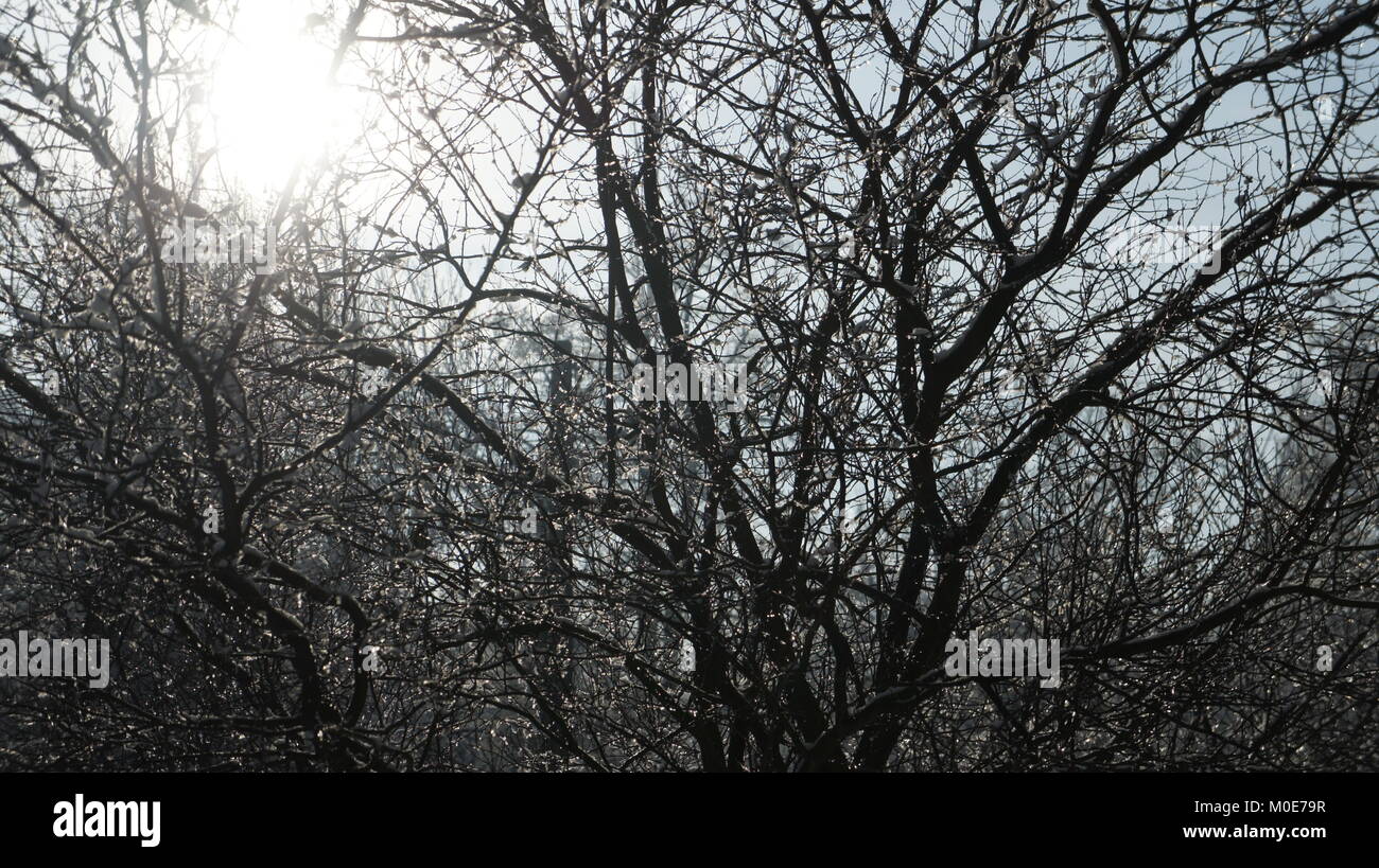 Winter landscape with trees coverd by snow, Winter snow storm in a ...